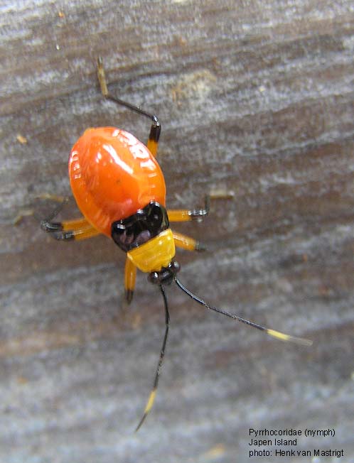 Papua Insects Foundation (Hemiptera/Heteroptera)